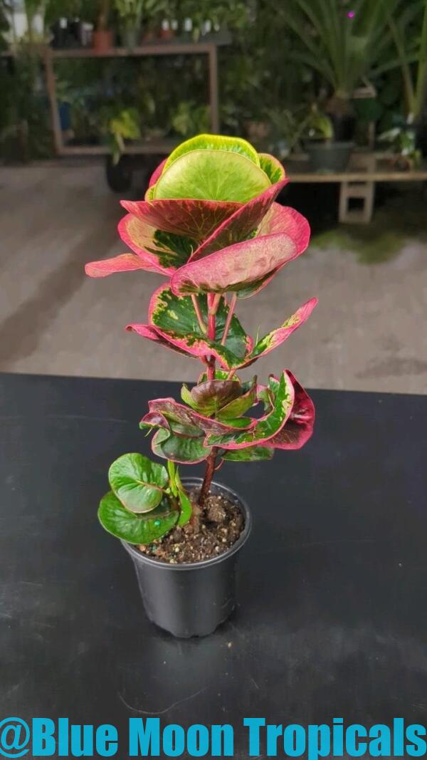 Totally Goth – Blue Moon Tropicals