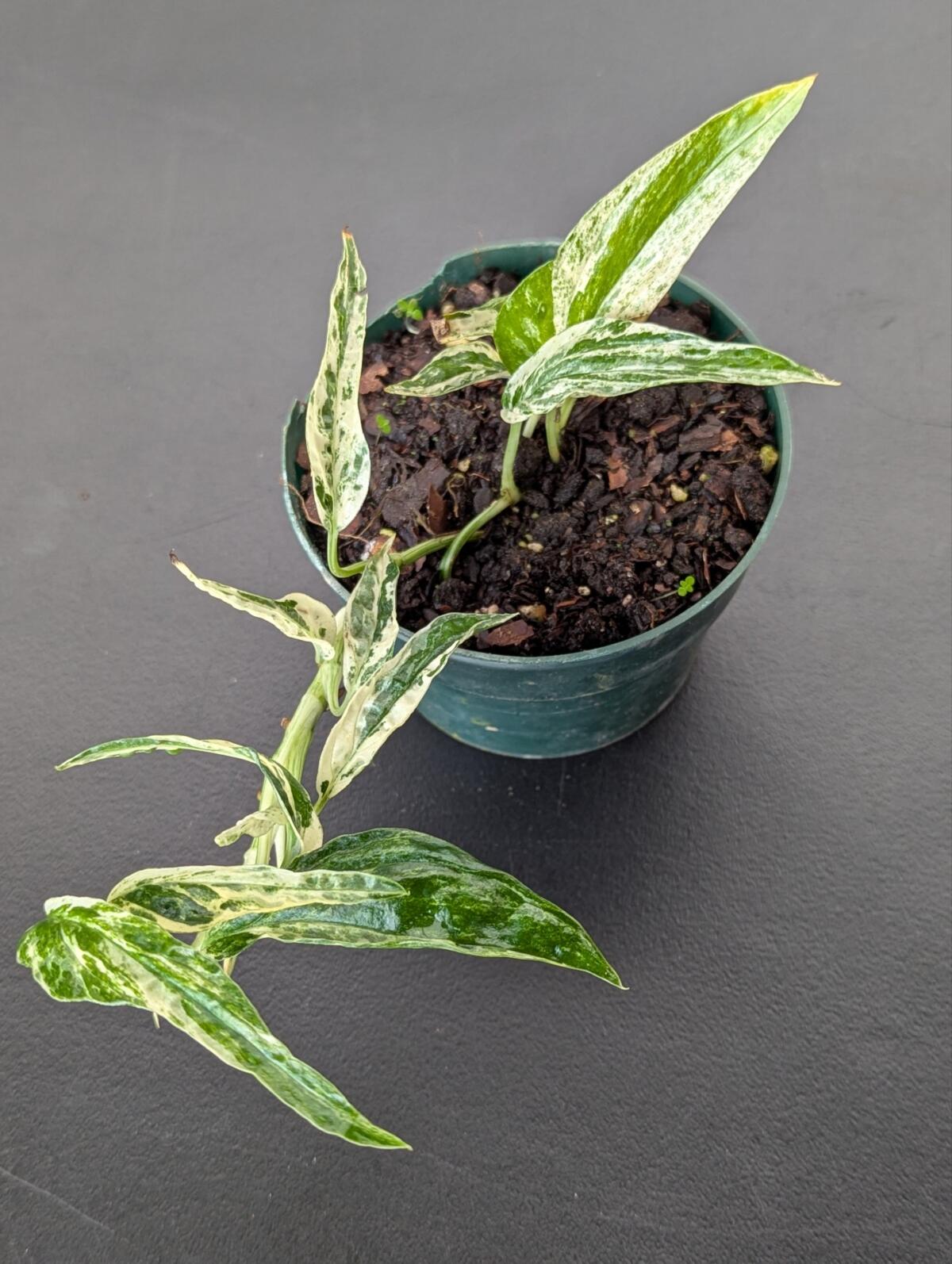 Amydrium zippelianum variegated – Blue Moon Tropicals