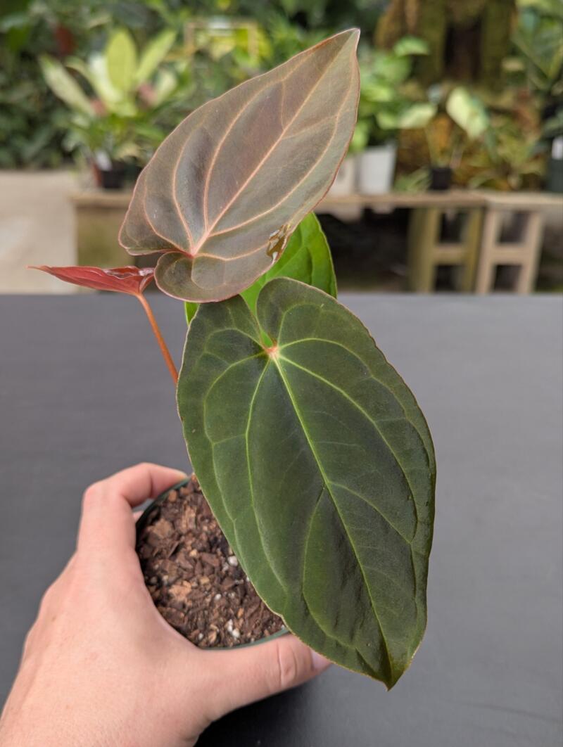 Anthurium RVDP x besseae aff – Blue Moon Tropicals