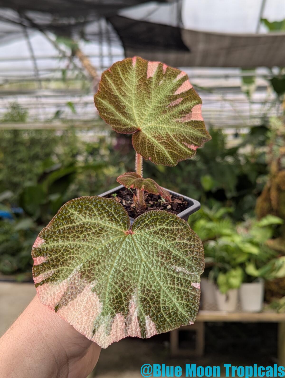 Begonia ‘Variegated Soli Mutata’ – Blue Moon Tropicals