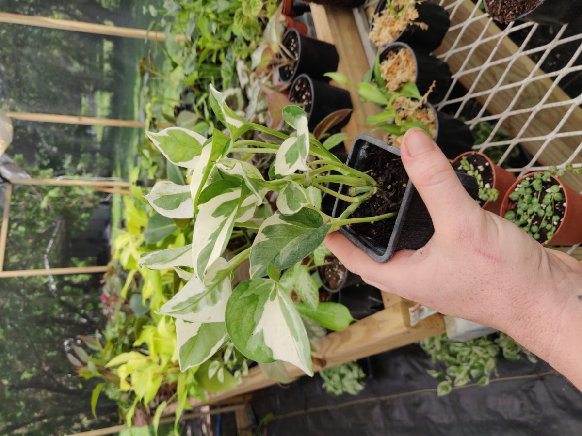 Epipremnum ‘Pearls & Jade’ – Blue Moon Tropicals