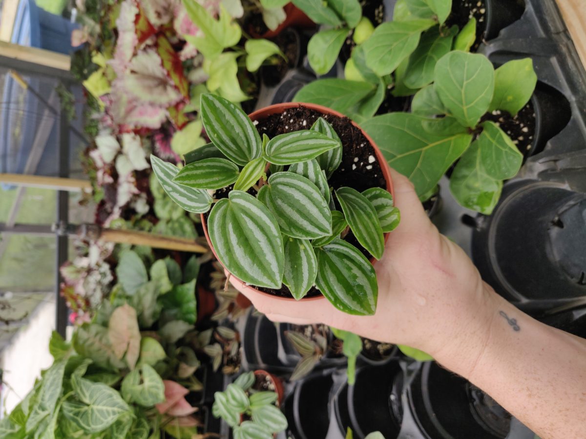 Mini Watermelon Peperomia – Blue Moon Tropicals