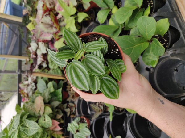 Mini Watermelon Peperomia – Blue Moon Tropicals