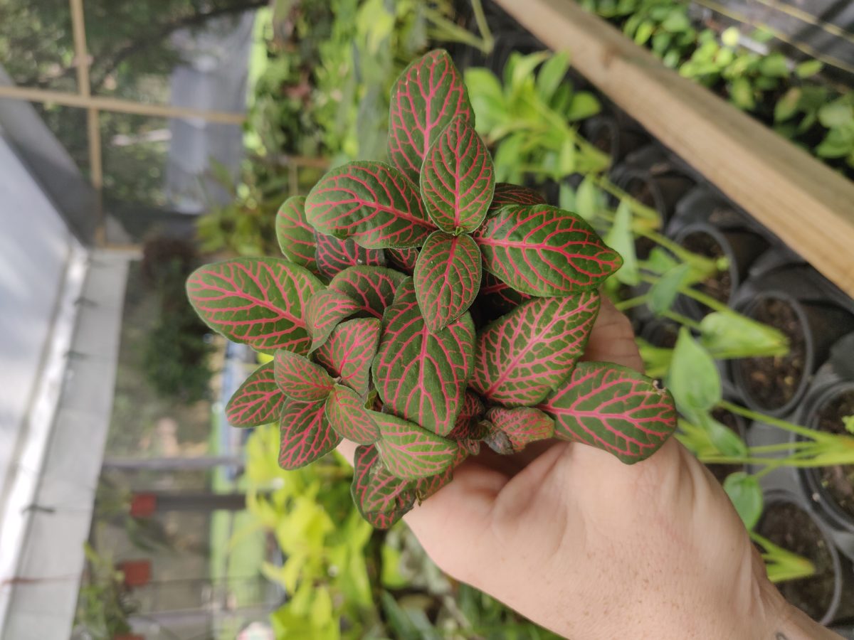 Red Fittonia – Blue Moon Tropicals