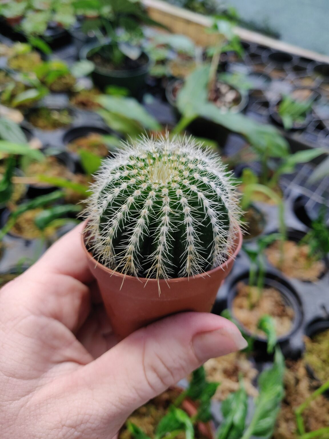 Succulents – Blue Moon Tropicals