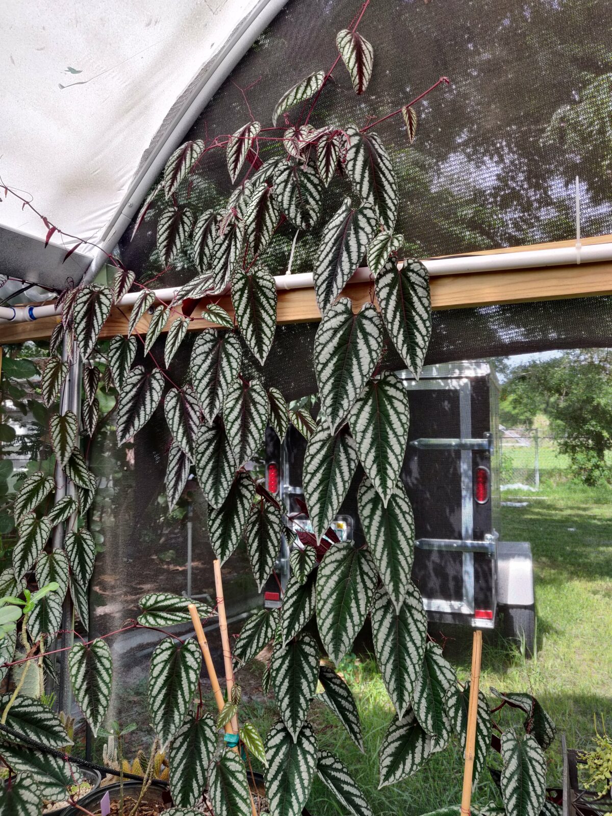 Begonia ‘Rain Dance’ – Blue Moon Tropicals