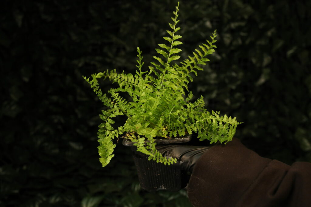 Fluffy Ruffles Fern – Blue Moon Tropicals