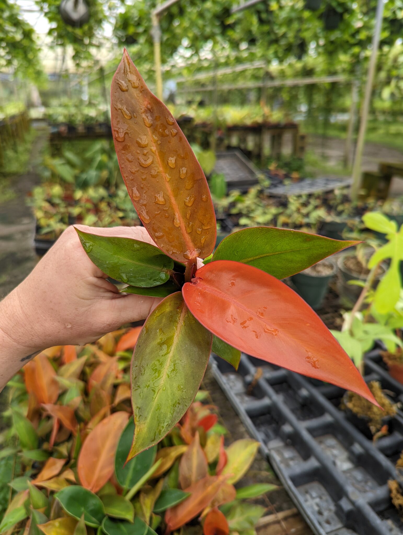 Episcia ‘Silver Sheen’ – Blue Moon Tropicals