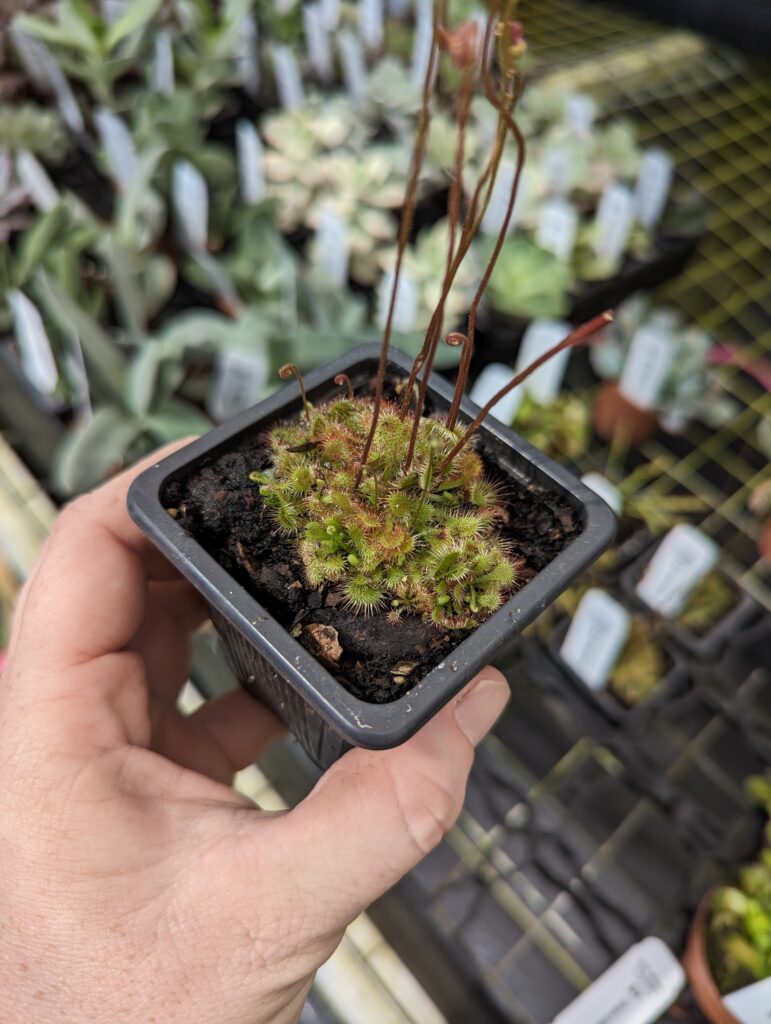 Drosera tokaiensis – Blue Moon Tropicals