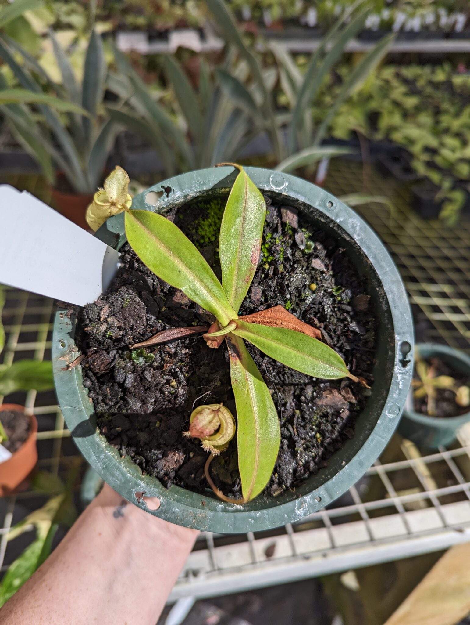 Totally Goth – Blue Moon Tropicals