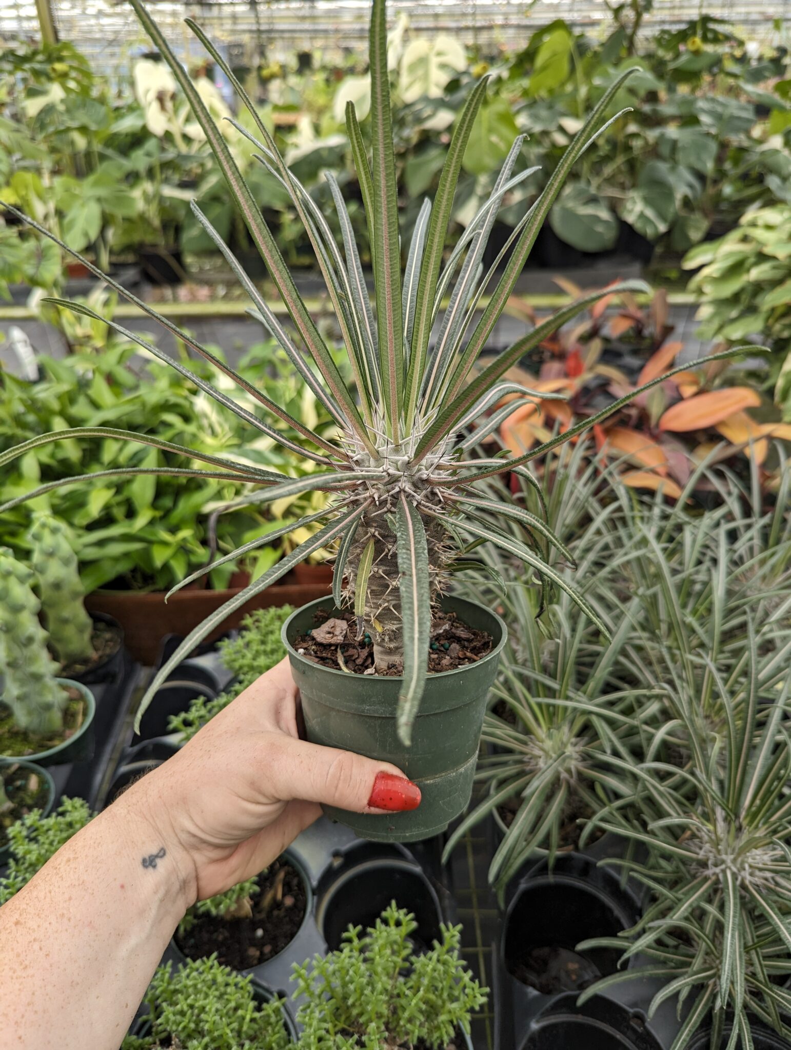 Succulents – Blue Moon Tropicals