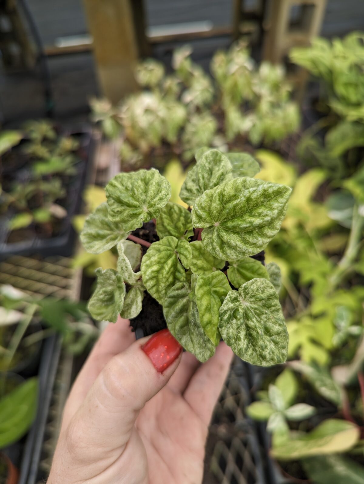 Begonia ‘Rain Dance’ – Blue Moon Tropicals