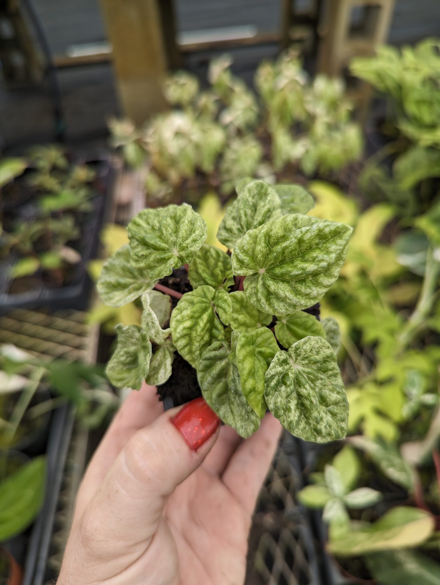 Begonia ‘Rain Dance’ – Blue Moon Tropicals