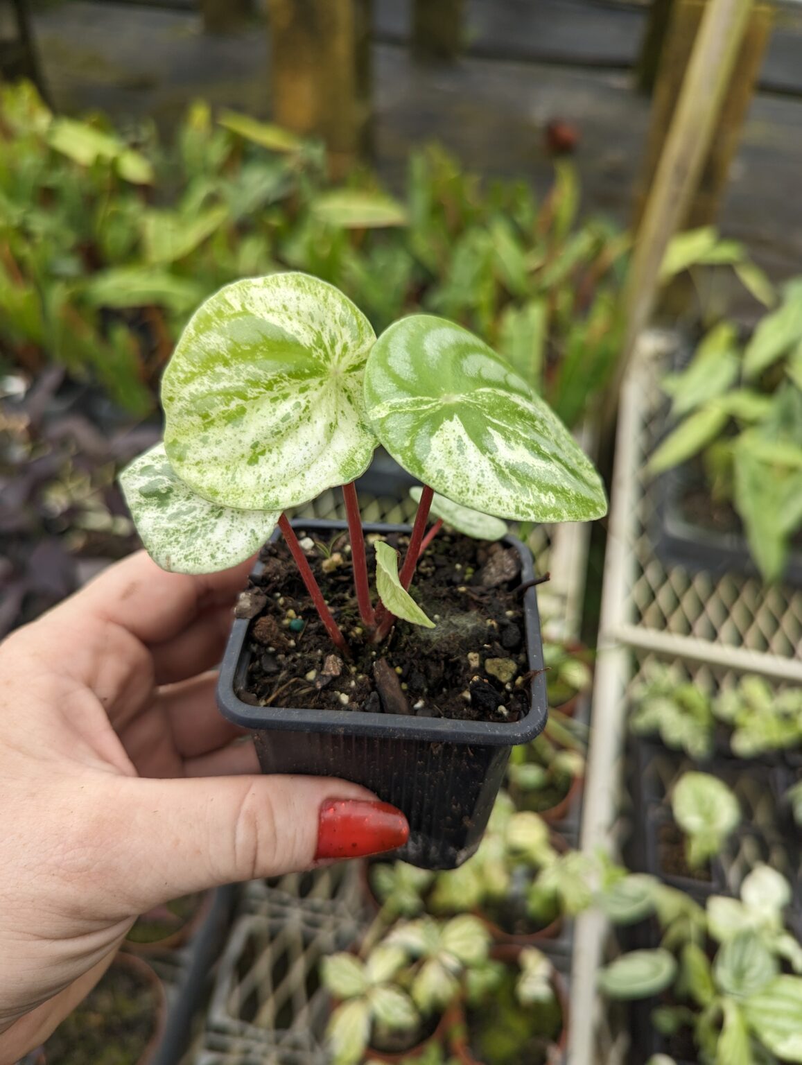 Begonia ‘Rain Dance’ – Blue Moon Tropicals
