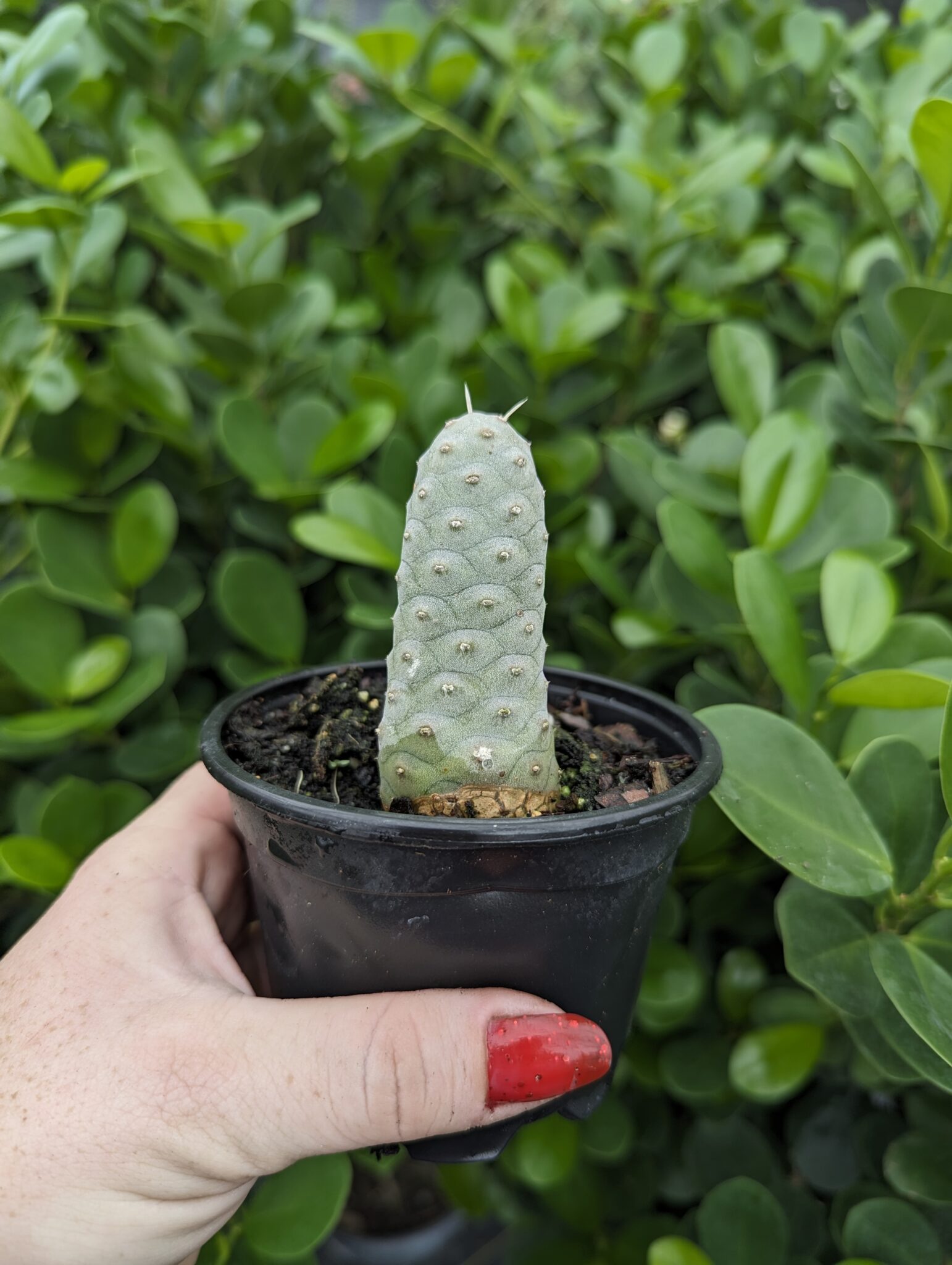 Succulents – Blue Moon Tropicals