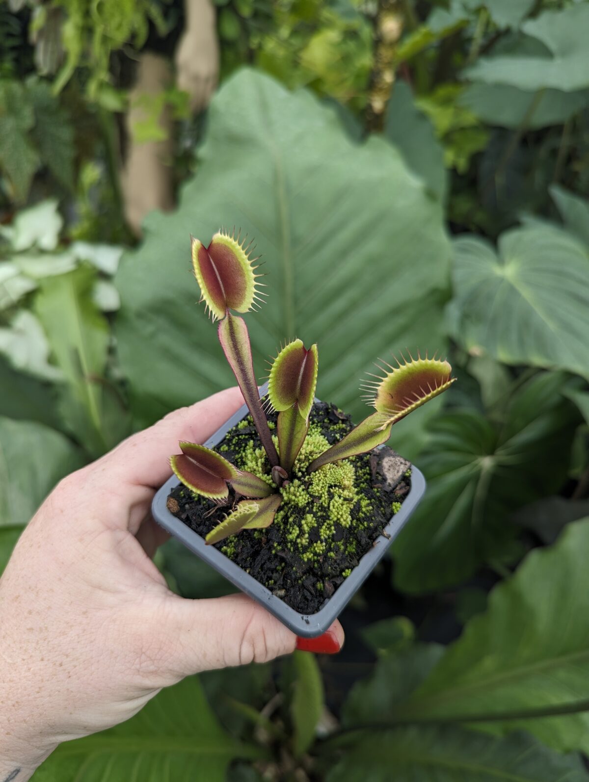 Totally Goth – Blue Moon Tropicals