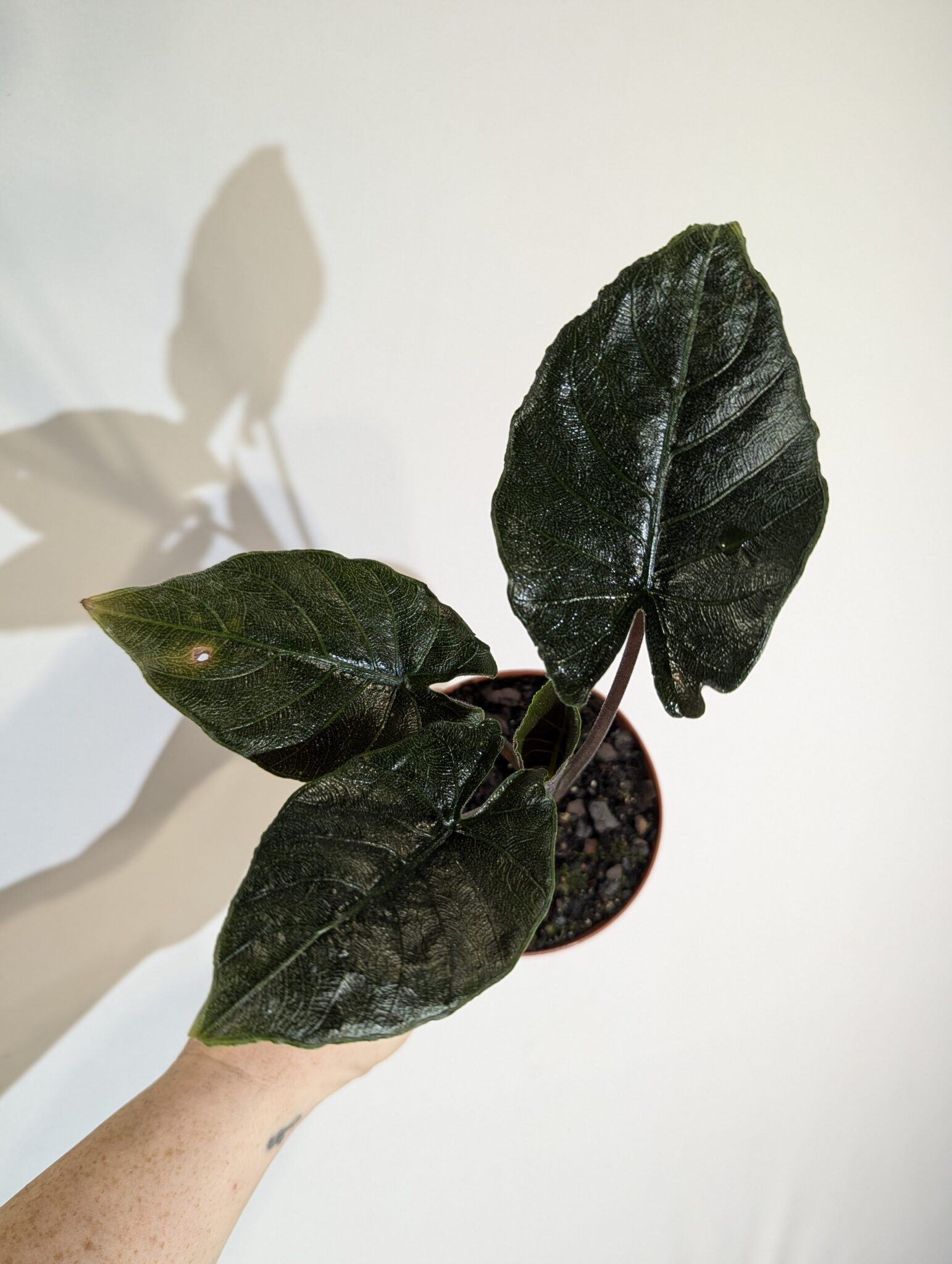 Totally Goth – Blue Moon Tropicals