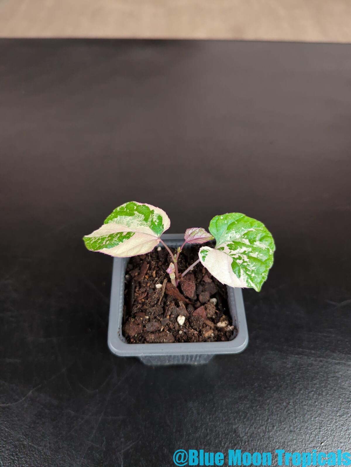 Cissus discolor ‘Variegated Rex Begonia Vine’ – Blue Moon Tropicals