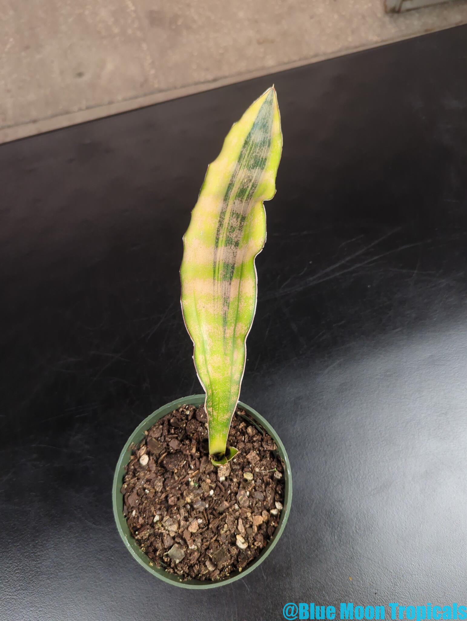 Succulents – Blue Moon Tropicals