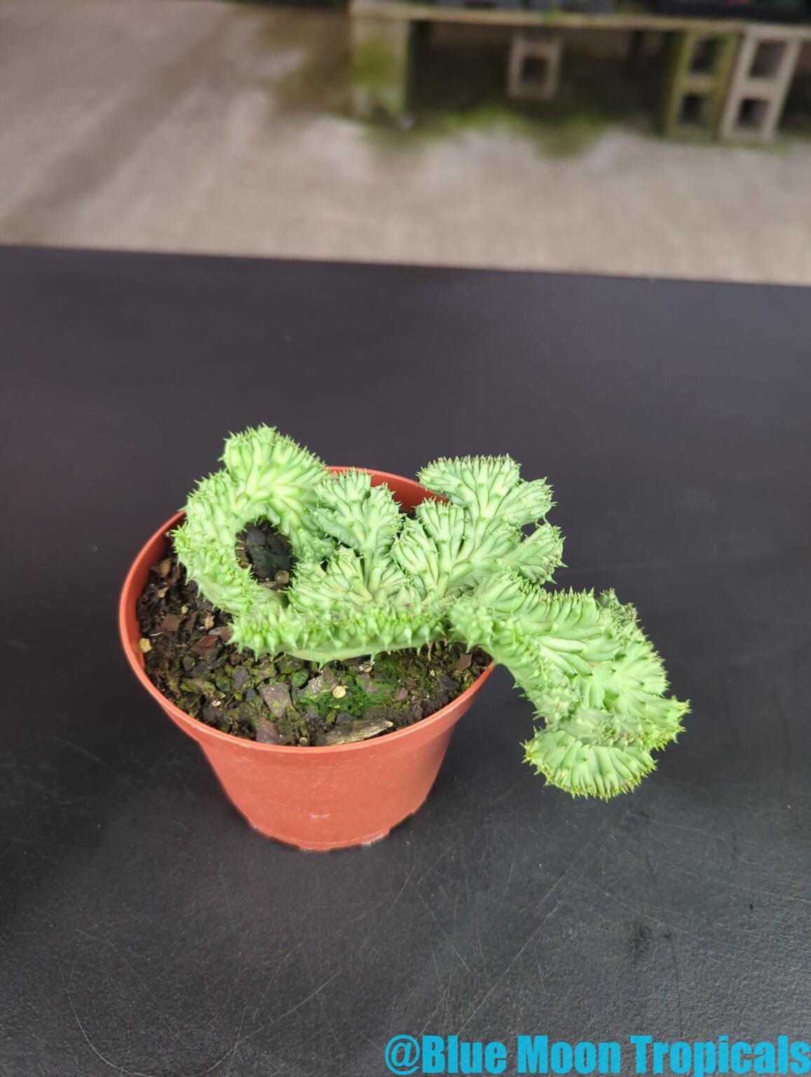Succulents – Blue Moon Tropicals