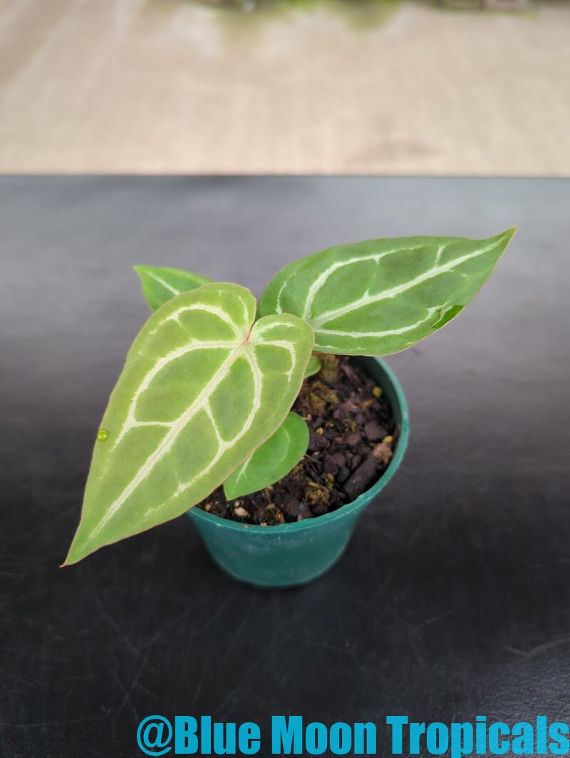 Anthurium ‘Pink Lemonade’ – Blue Moon Tropicals