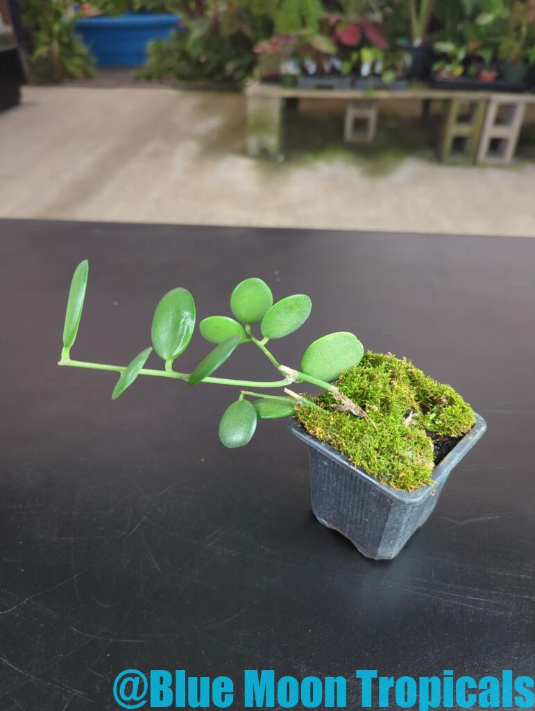String of Coins – Blue Moon Tropicals