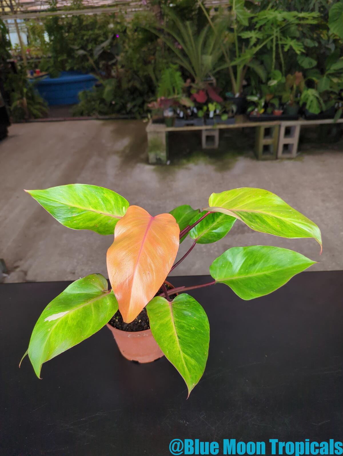 Philodendron ‘Persimmon Princess’ – Blue Moon Tropicals