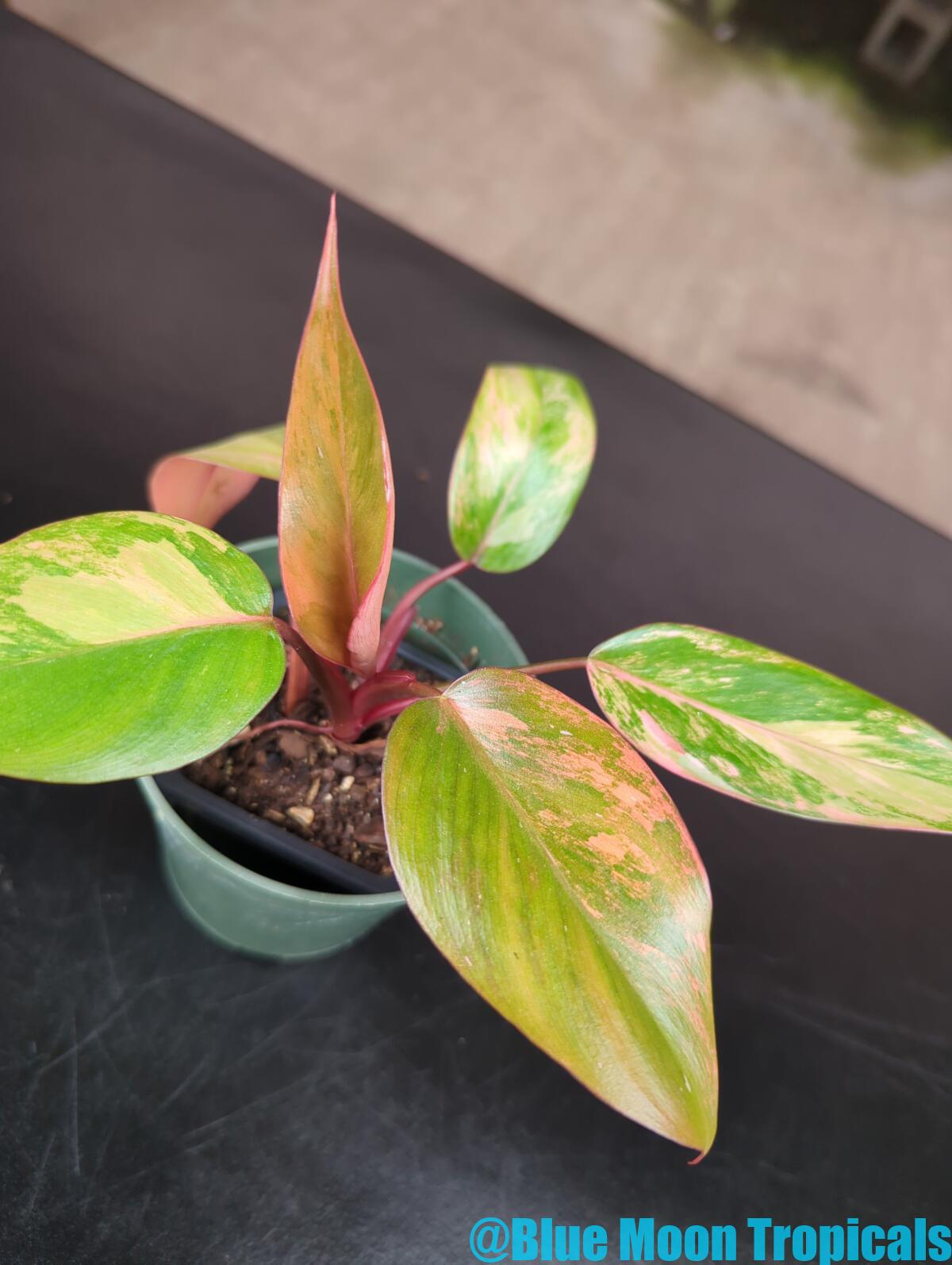 Philodendron ‘Princess of Fire’ – Blue Moon Tropicals