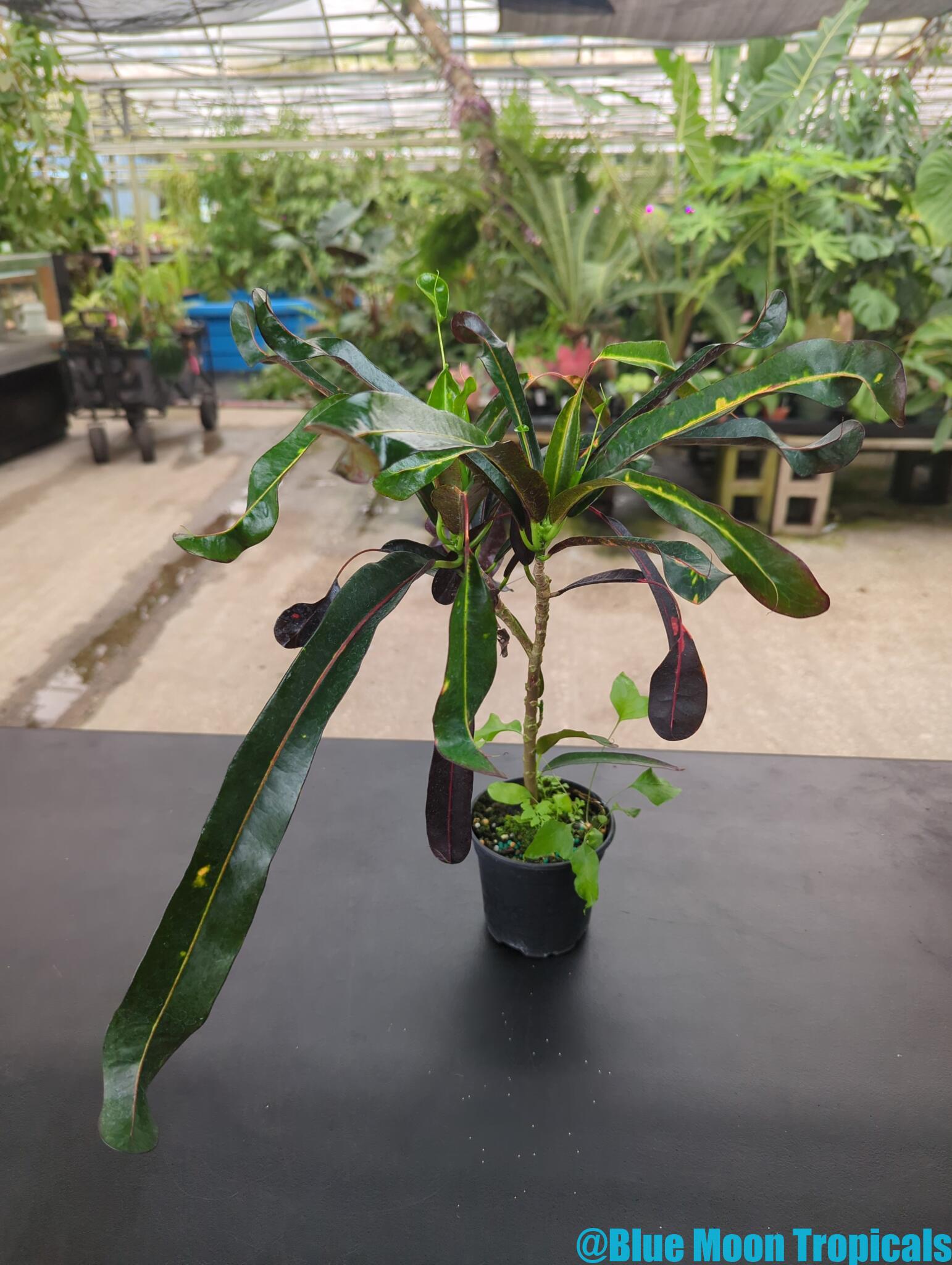 Totally Goth – Blue Moon Tropicals