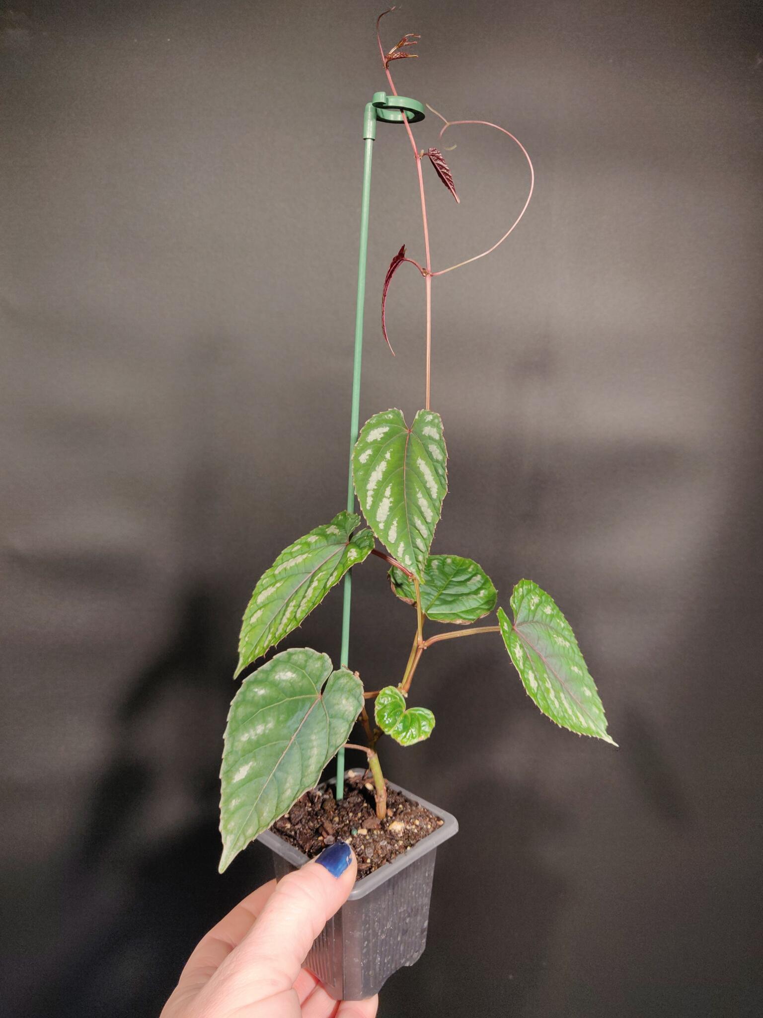 Begonia ‘Rain Dance’ – Blue Moon Tropicals