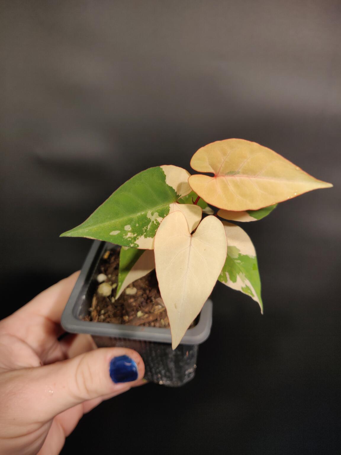 All – Blue Moon Tropicals