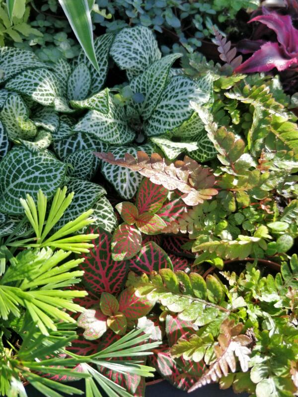 Begonia ‘Rain Dance’ – Blue Moon Tropicals