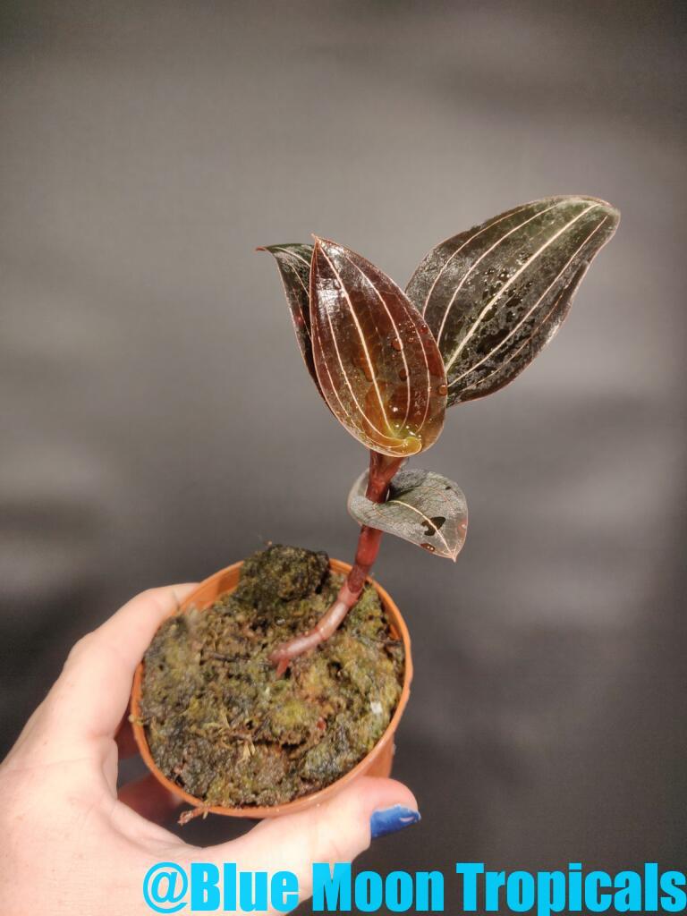 Ludochilus “Sea Turtle” – Blue Moon Tropicals