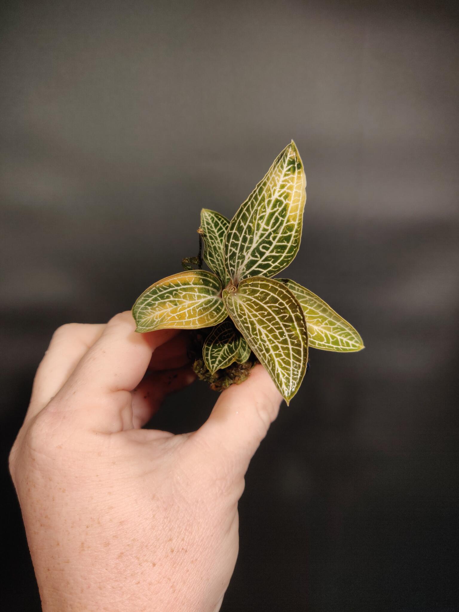 All – Blue Moon Tropicals