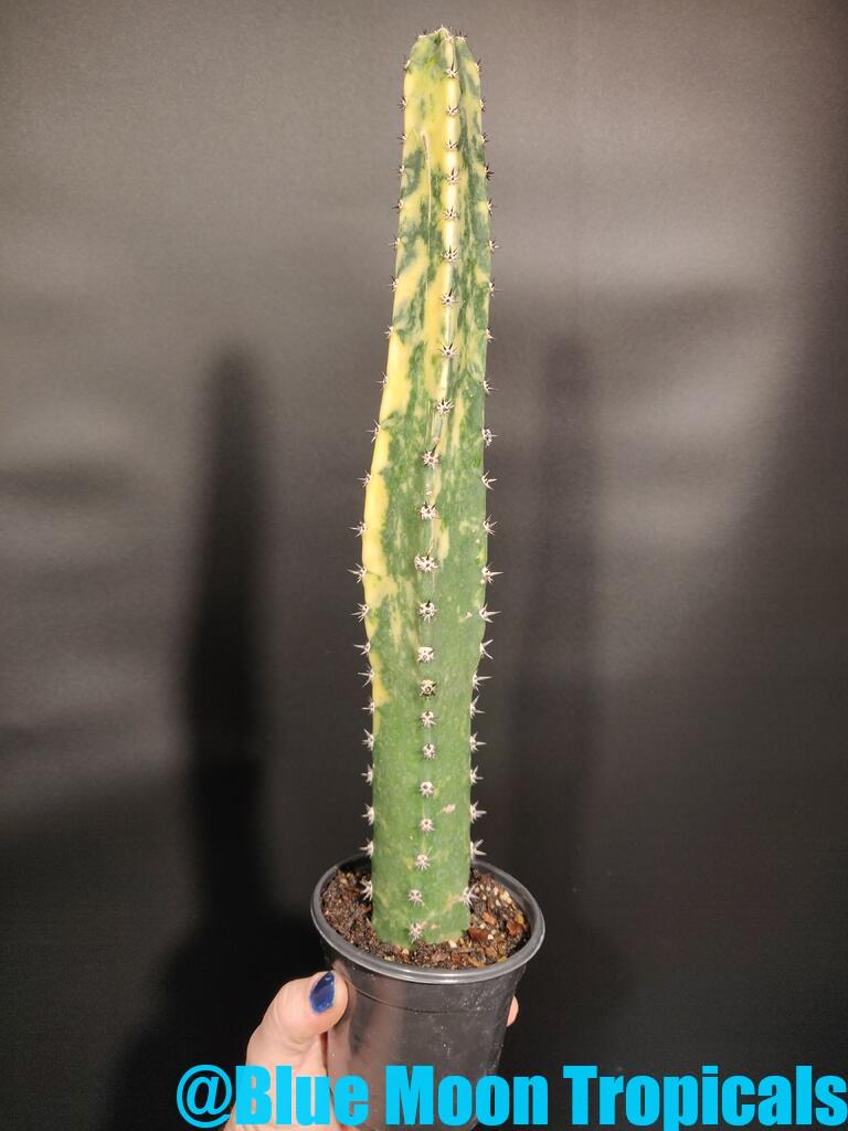 Succulents – Blue Moon Tropicals